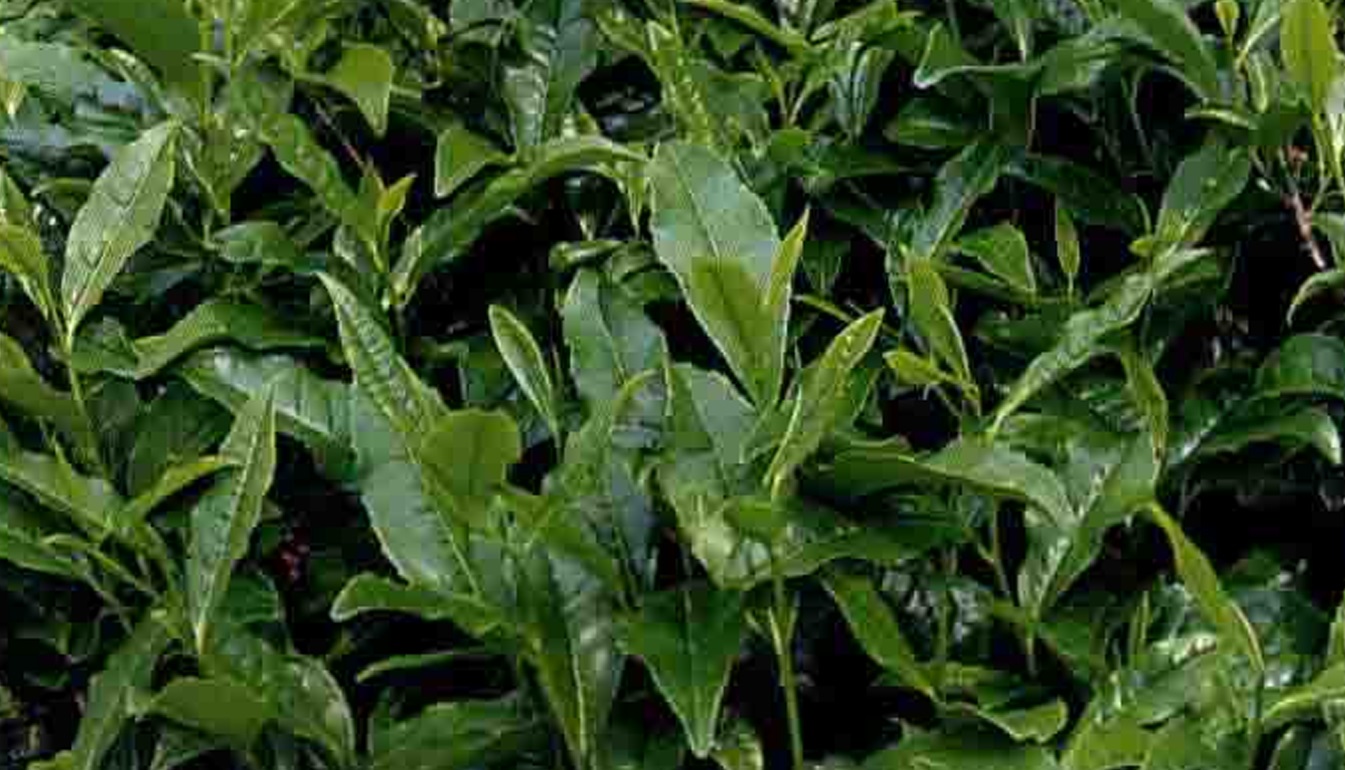 东湖早 - 中国茶叶百科