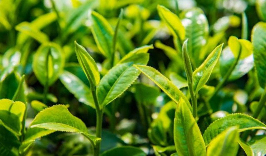 蒲川大折浪茶 - 中国茶叶百科辞典