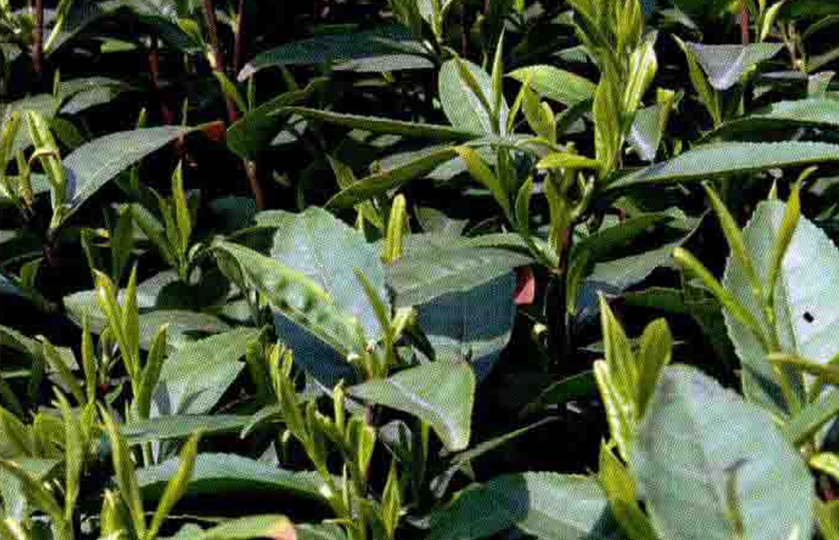 水古茶 - 中国茶叶百科辞典