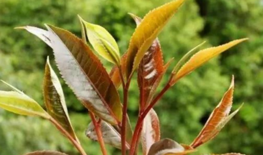 苔香紫 - 中国茶叶百科辞典