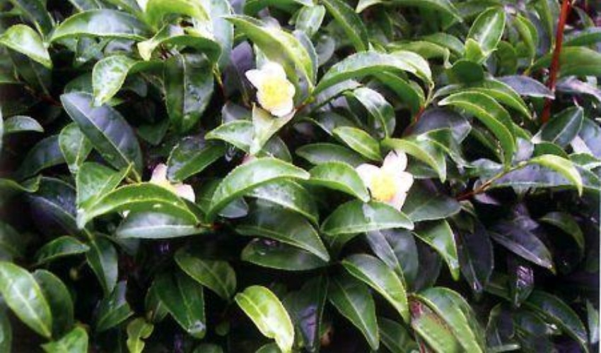 半天妖 - 中国茶叶百科