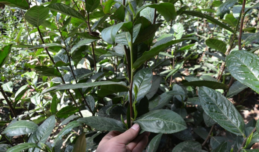 崇阳大叶泡 - 中国茶叶百科辞典